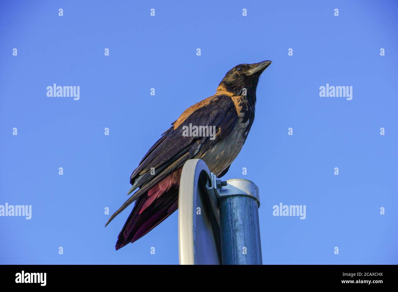 The house crow (corvus splendens) also known as the Indian jaw or ...
