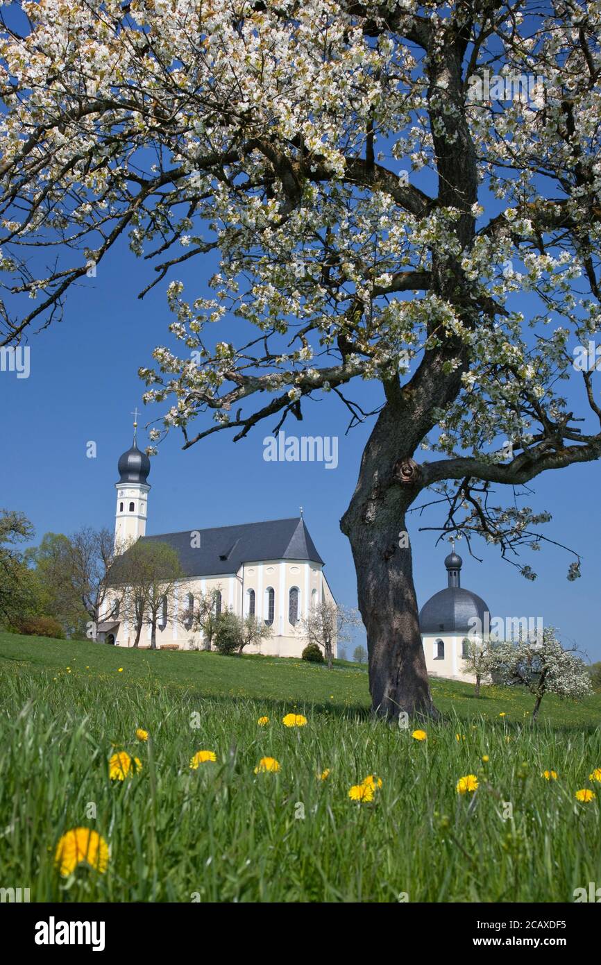 Marian tree hi-res stock photography and images - Alamy