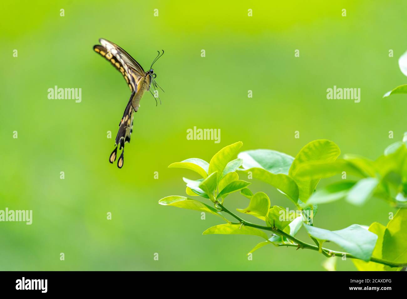 Side view of a Female Eastern Giant Swallowtail (Papilio cresphontes ...