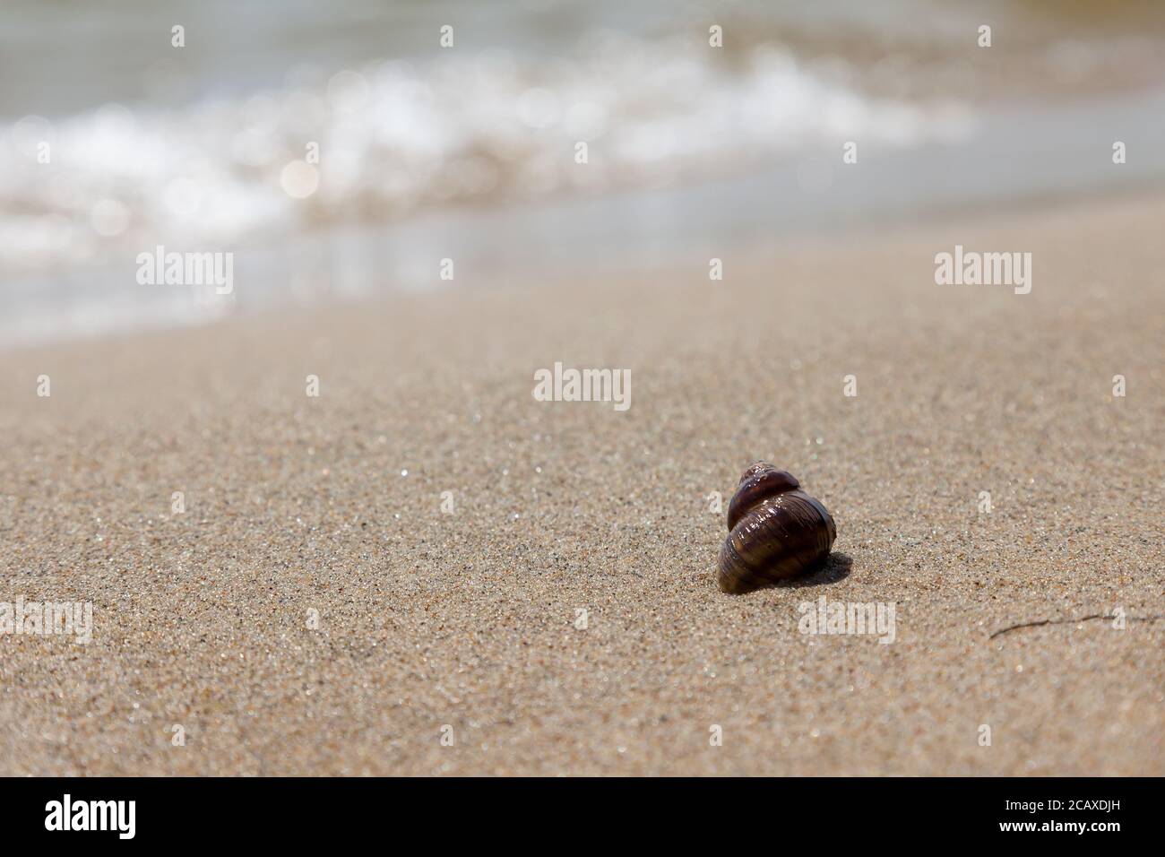 Wet brown snail shellfish on the sandy seashore. Summer vacation ...