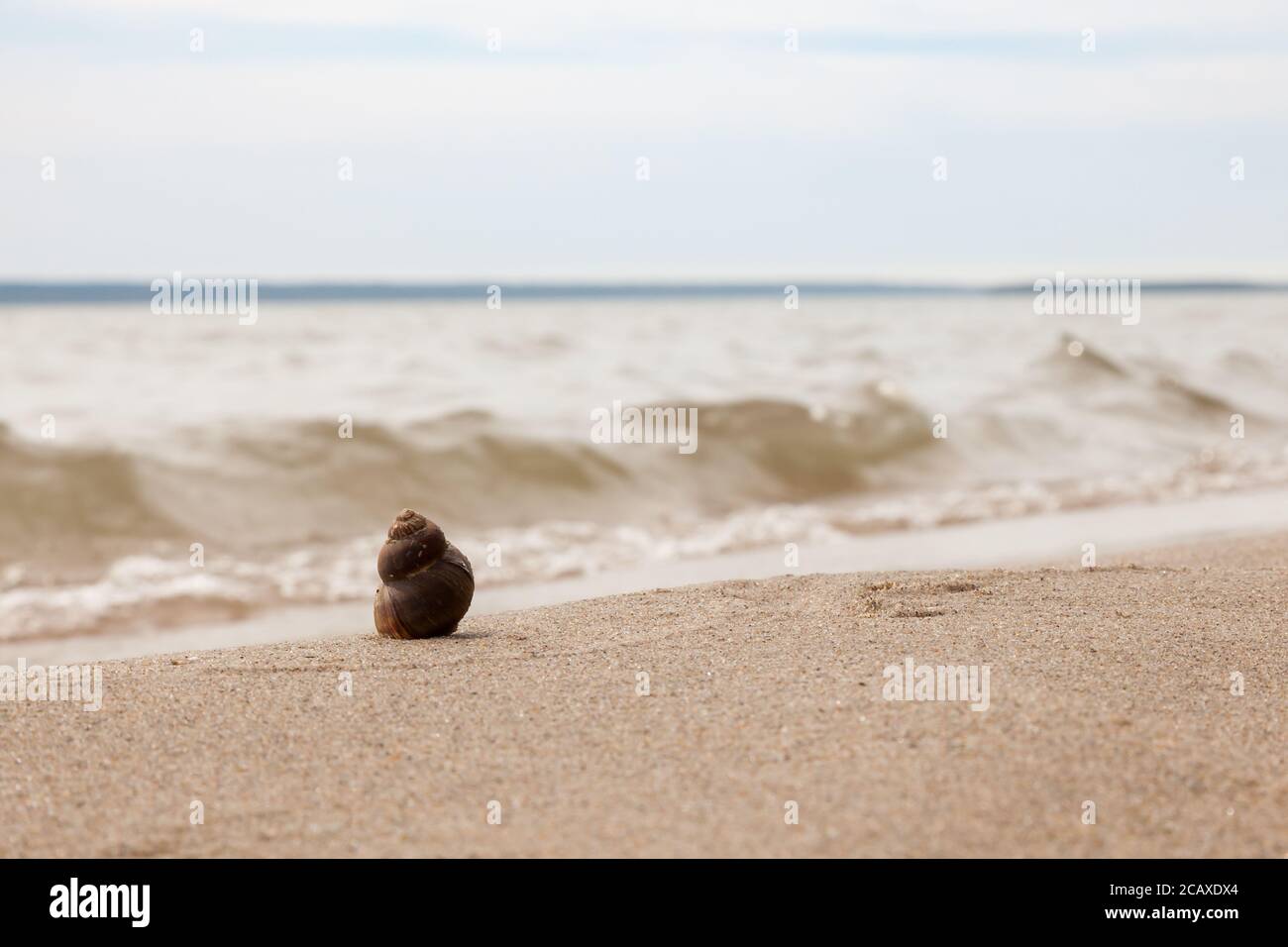 Wet brown snail shellfish on the sandy seashore. Summer vacation ...