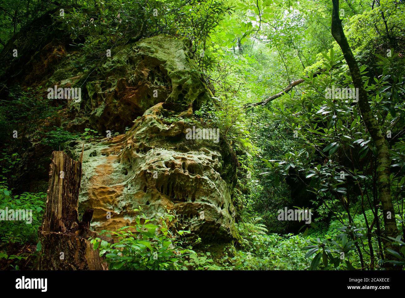 Natural Bridge, Kentucky. Beautiful rock structure covered in green ...
