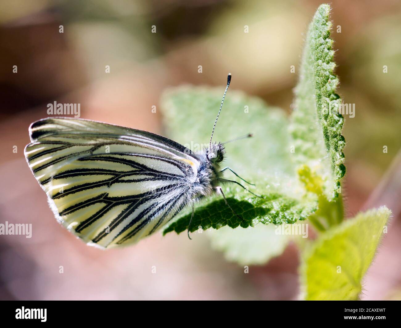 Margined White (pieris marginalis) butterfly perched on a plant Stock ...