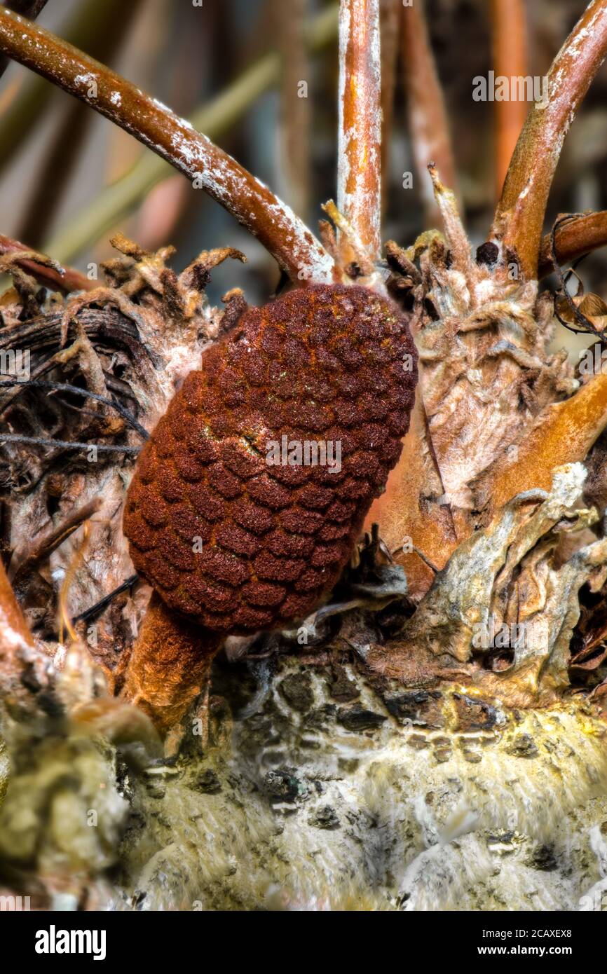 Cone from a Coontie (Zamia floridana) Plant Stock Photo - Alamy