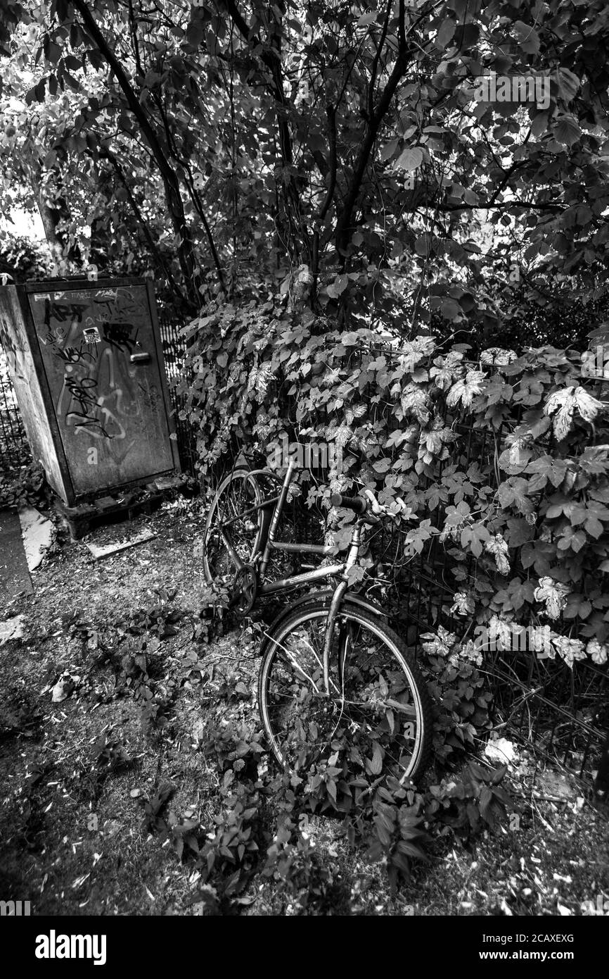 Bicycle and old tree Black and White Stock Photos & Images - Alamy