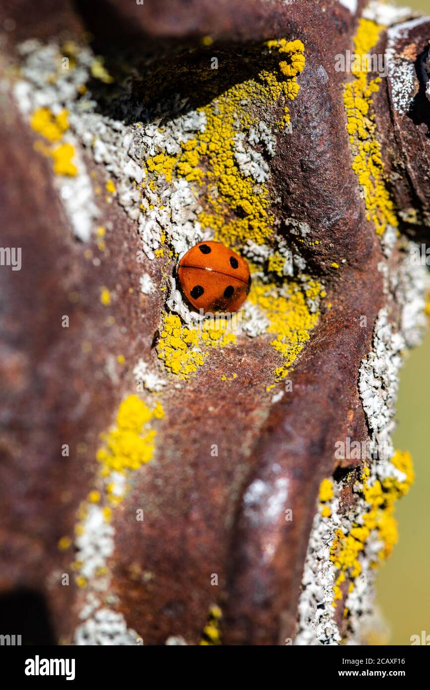 Ladybug, Lichen, and Rusty Metal Stock Photo - Alamy
