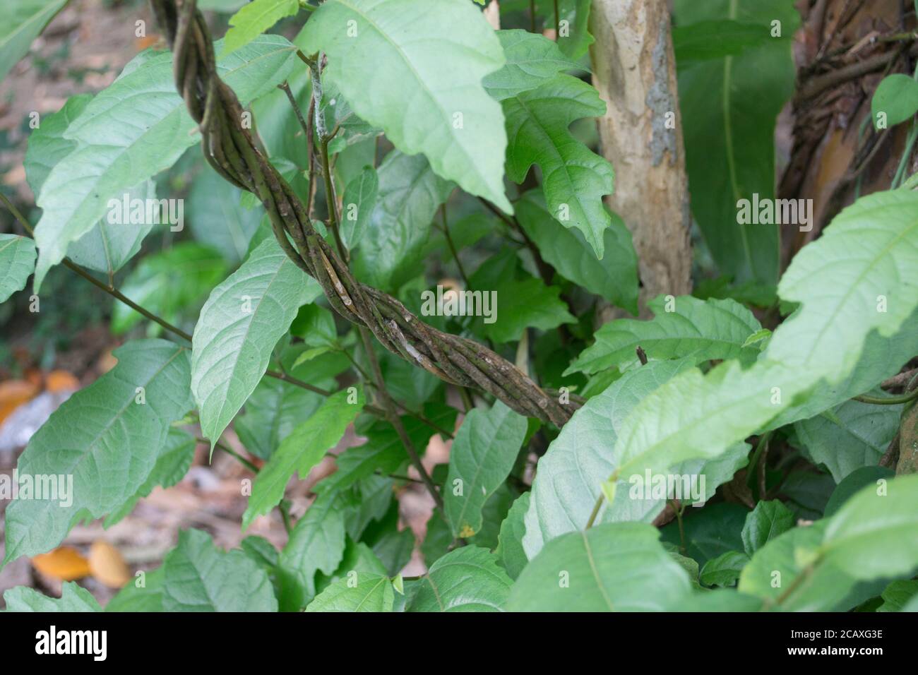 Twisted Tree Roots Emerging From Among The Green Leaves Of The Tree In ...