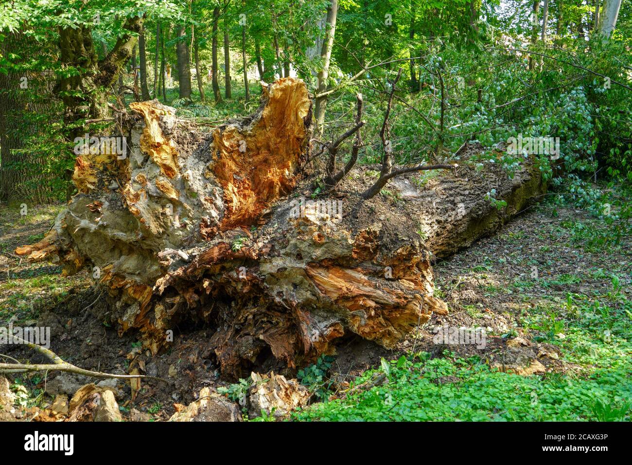 Uprooted trees. Fallen tree in the forest. Forest landscape. The roots ...