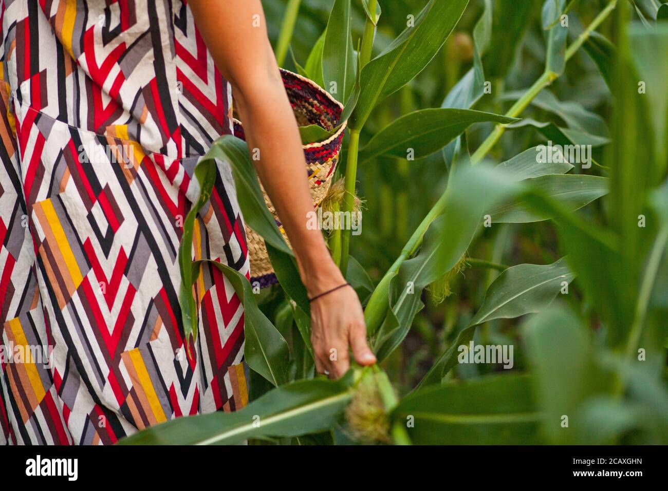 Young woman picking corn harvest with basket in a hand Stock Photo - Alamy