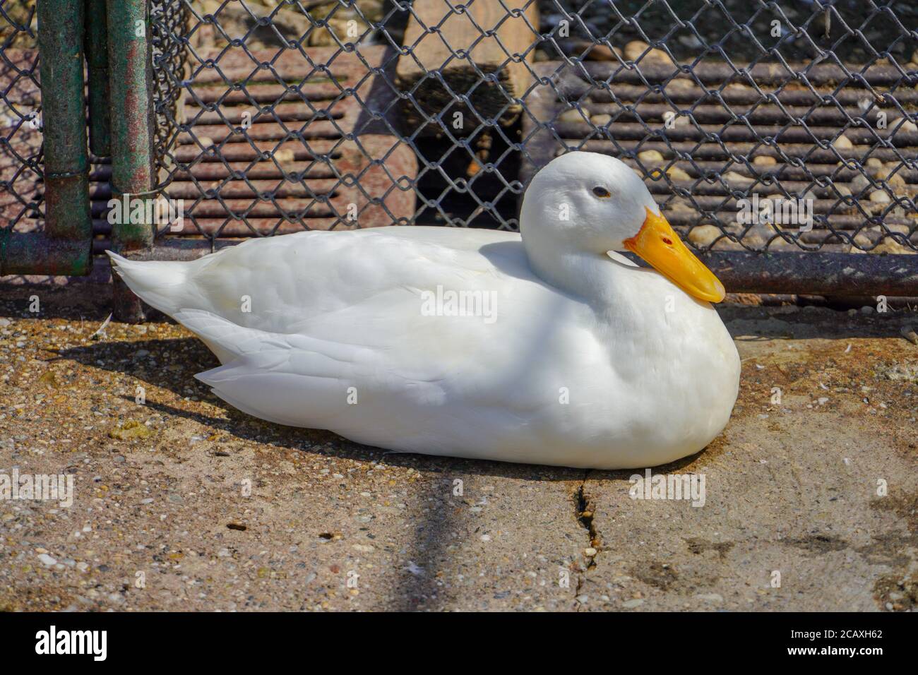 A white duck with a bright orange bill is resting Stock Photo - Alamy