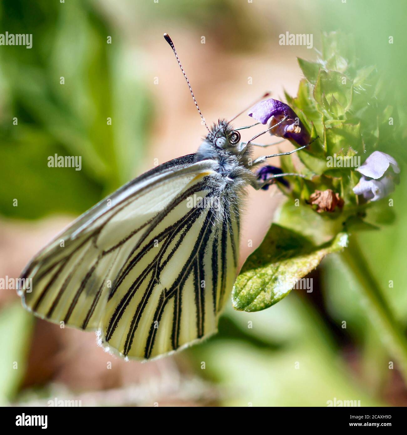 Margined White (pieris marginalis) butterfly drinking nectar from a ...