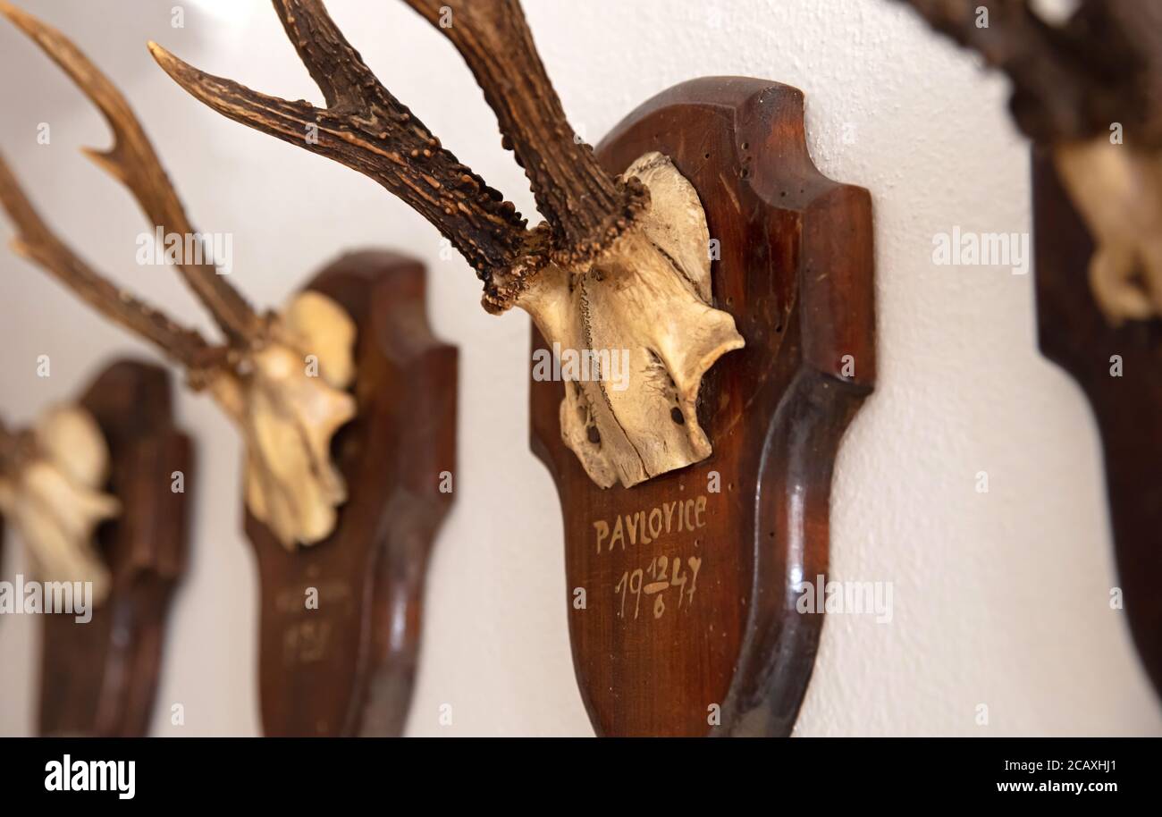 Antler as a hunting trophy, hanging on the wall Stock Photo - Alamy