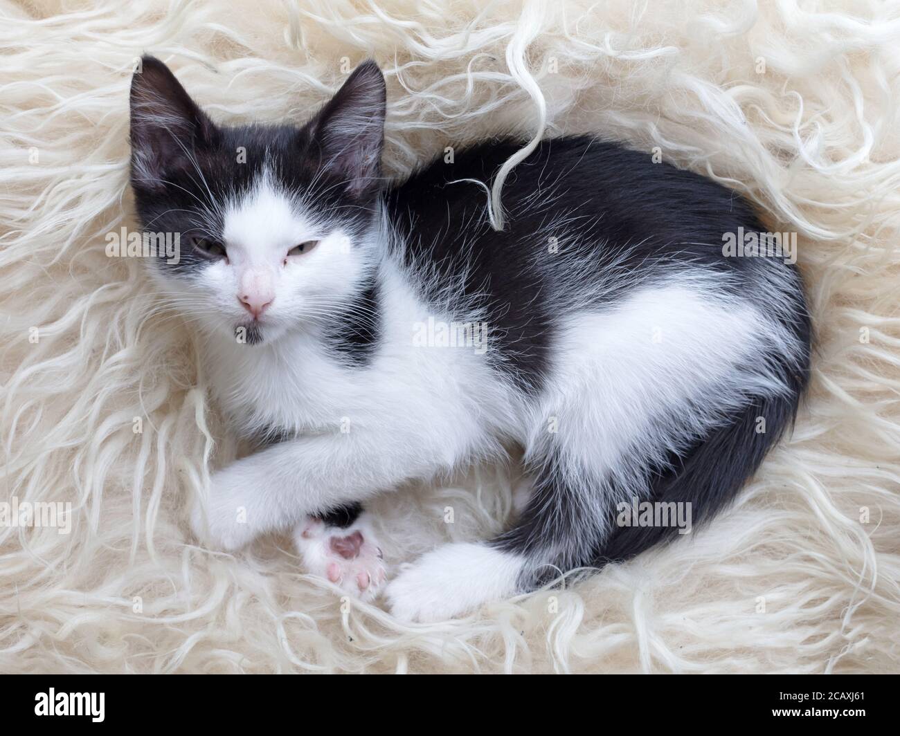 Cute little kitten resting on soft plaid (sheep Stock Photo - Alamy