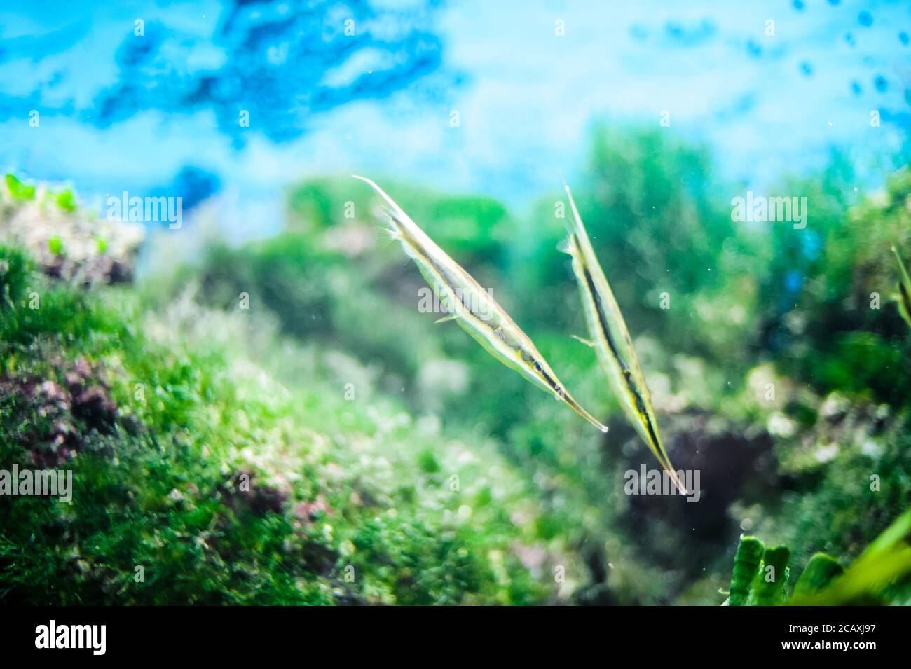 Stock photo of fishes named razorfish in aquarium Stock Photo - Alamy