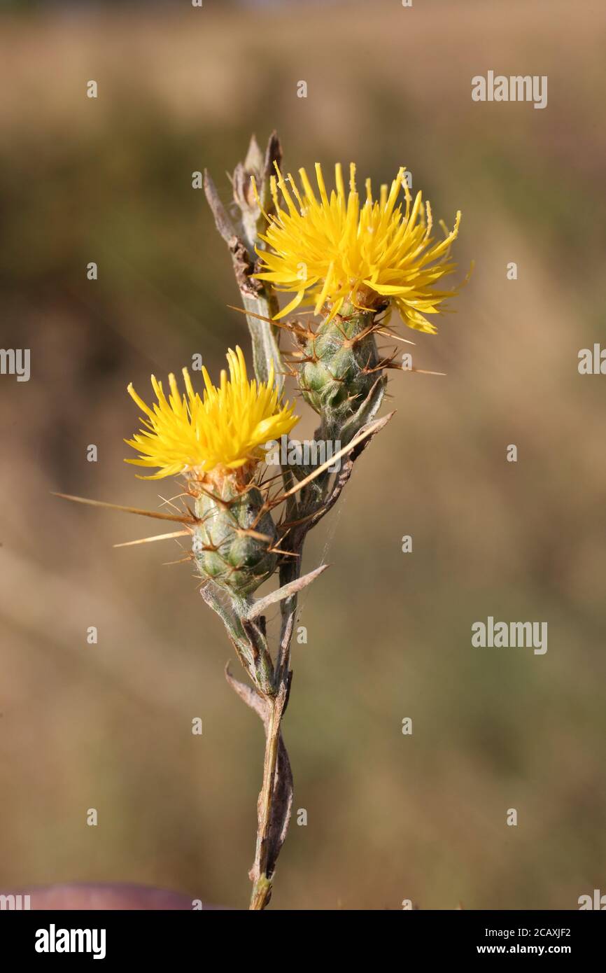 Centaurea solstitialis, St. Barnaby's Thistle. Wild plant shot in ...