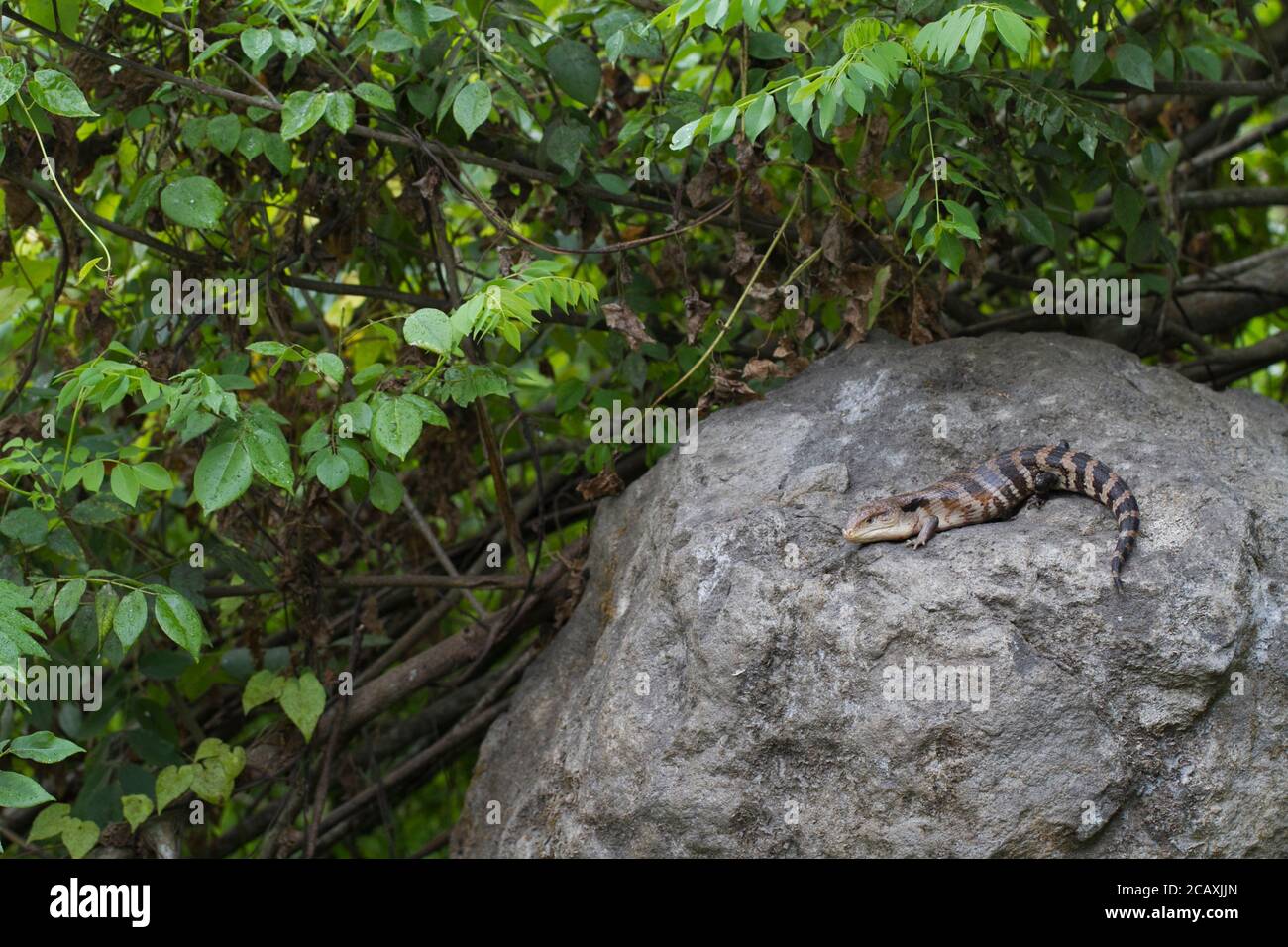 Indonesian blue tongue skink hi-res stock photography and images - Alamy