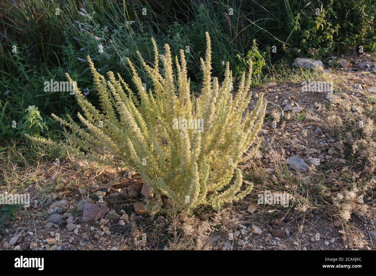 Chenopodium botrys, Jerusalem Oak. Wild plant shot in summer Stock ...