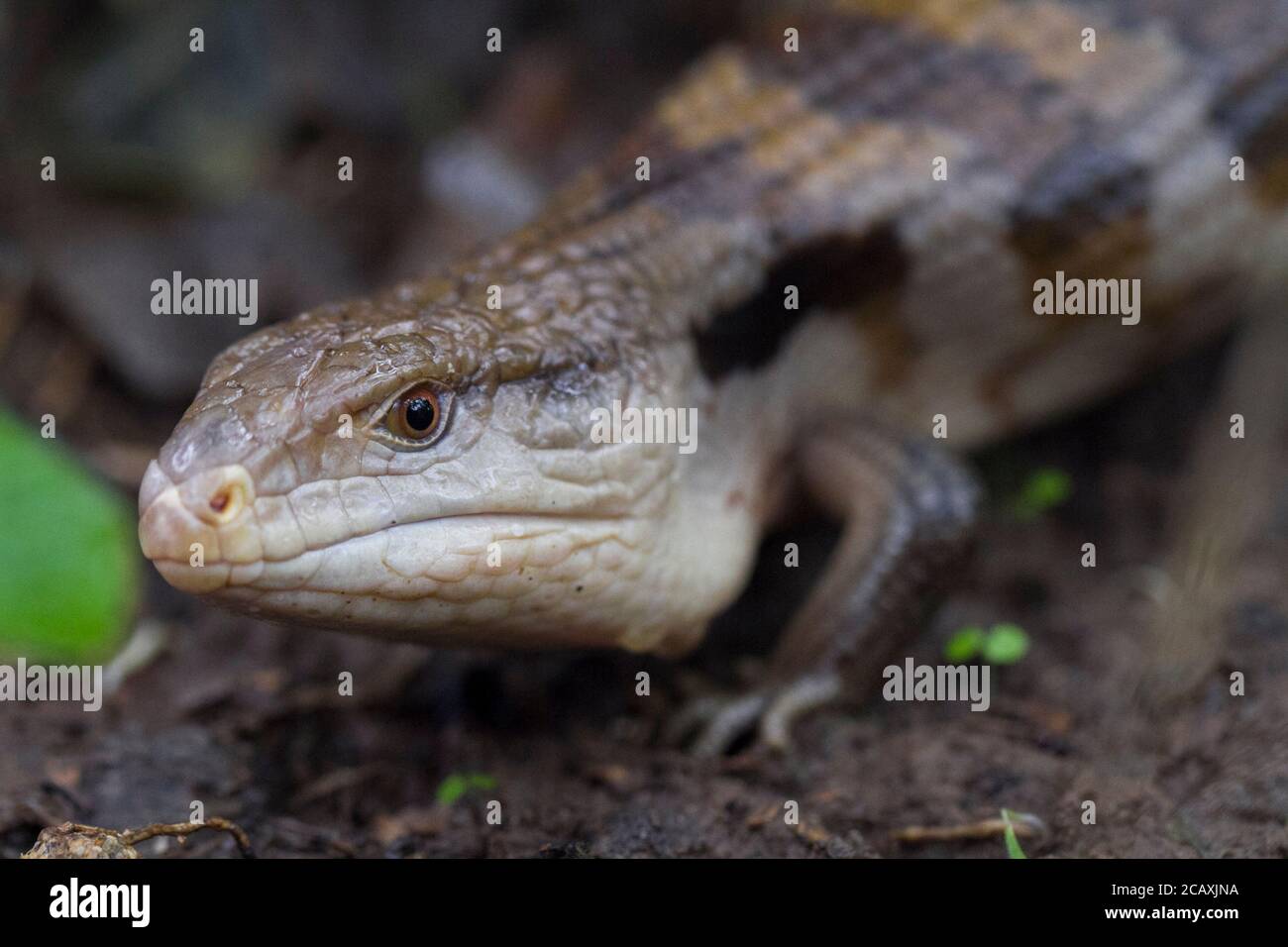 Indonesian blue tongue skink hi-res stock photography and images - Alamy