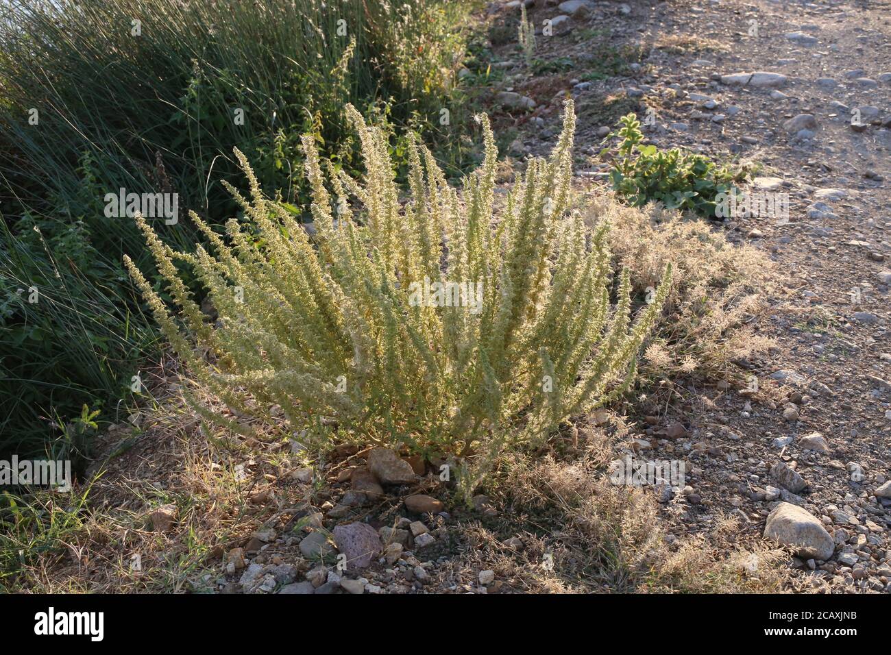 Chenopodium botrys hi-res stock photography and images - Alamy