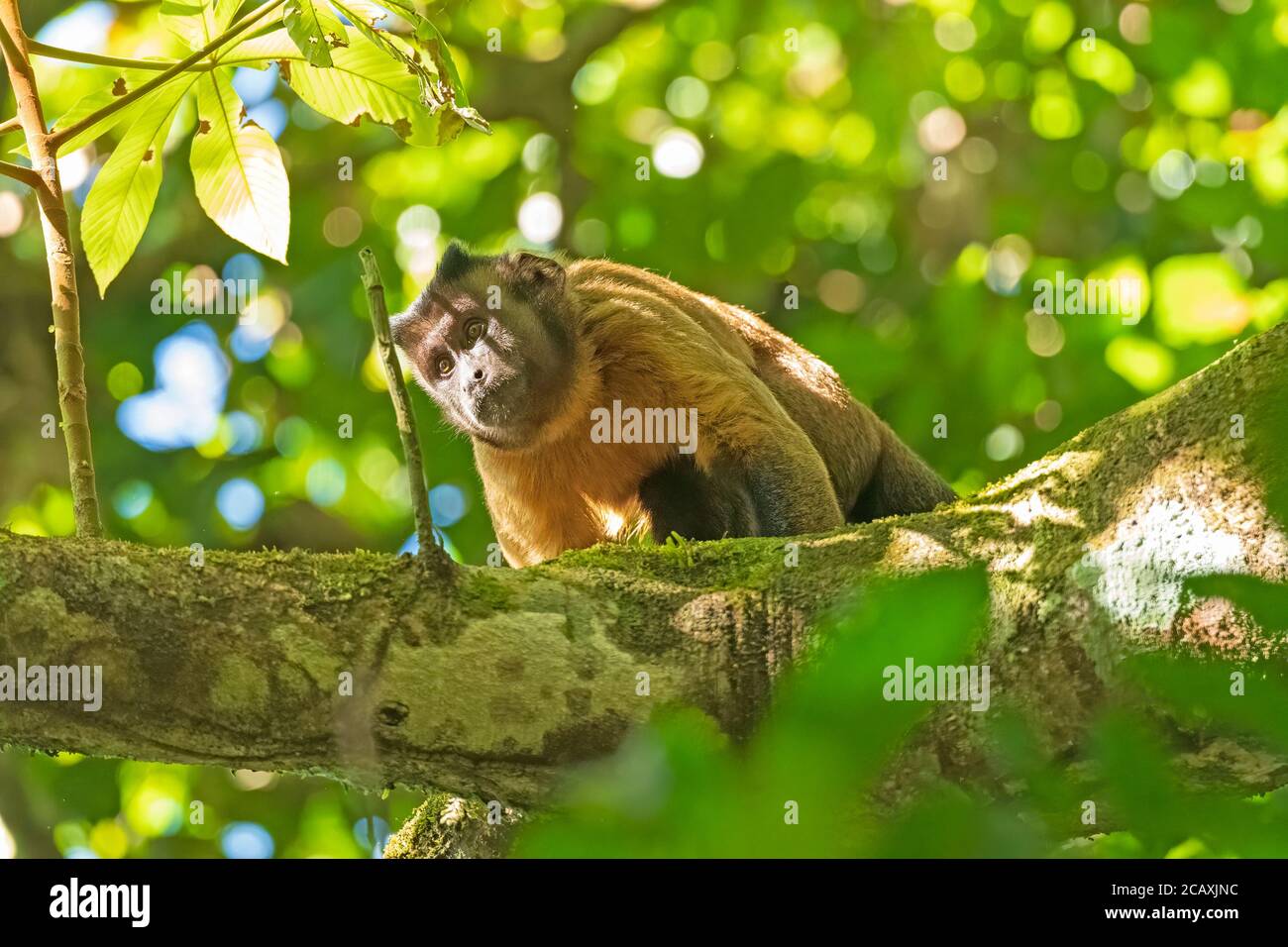 Tufted capuchin monkey hi-res stock photography and images - Alamy
