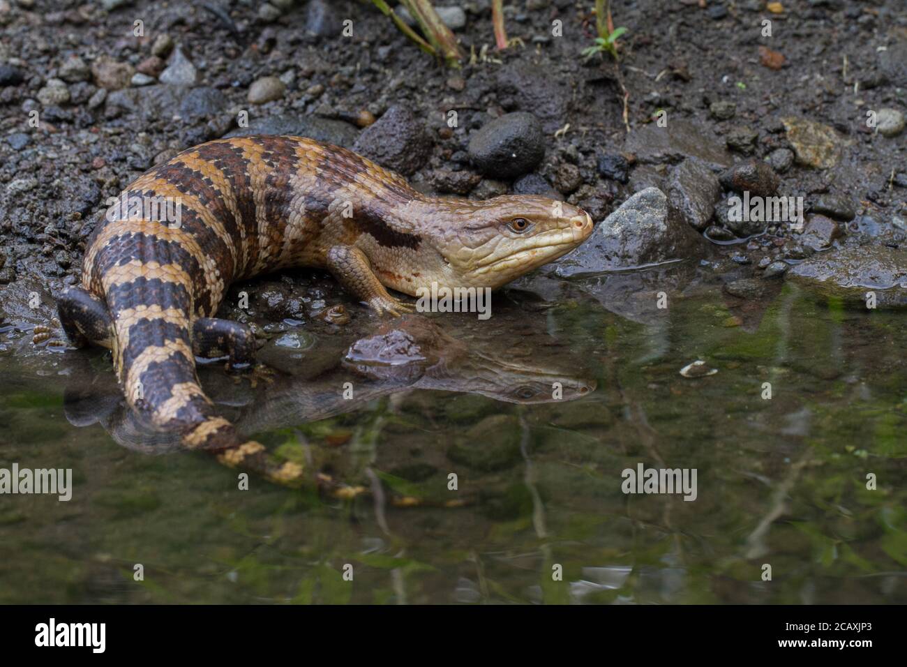 blue-tongued skink lizard (Tiliqua gigas Stock Photo - Alamy