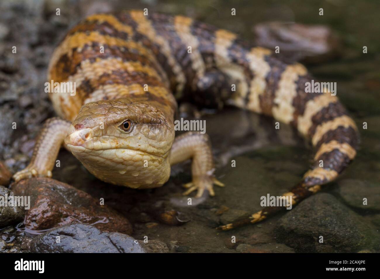 blue-tongued skink lizard (Tiliqua gigas Stock Photo - Alamy