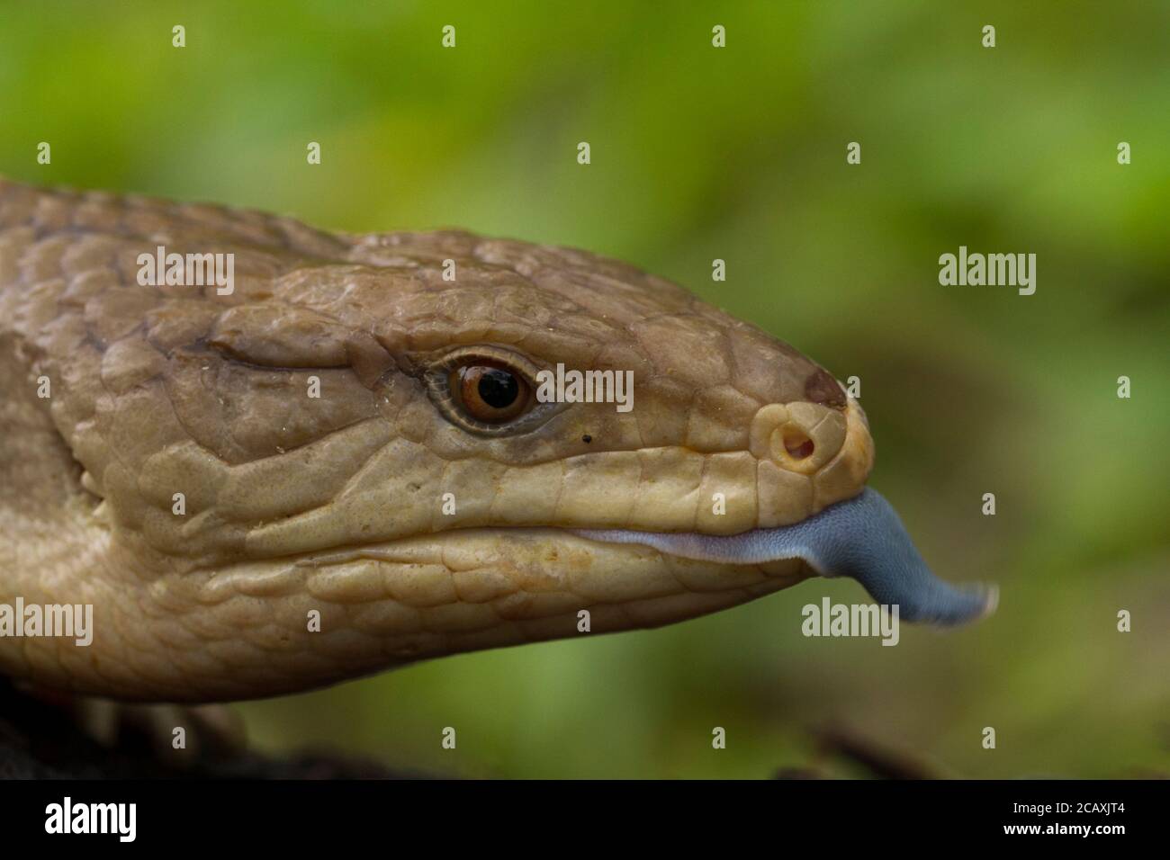 blue-tongued skink lizard (Tiliqua gigas Stock Photo - Alamy