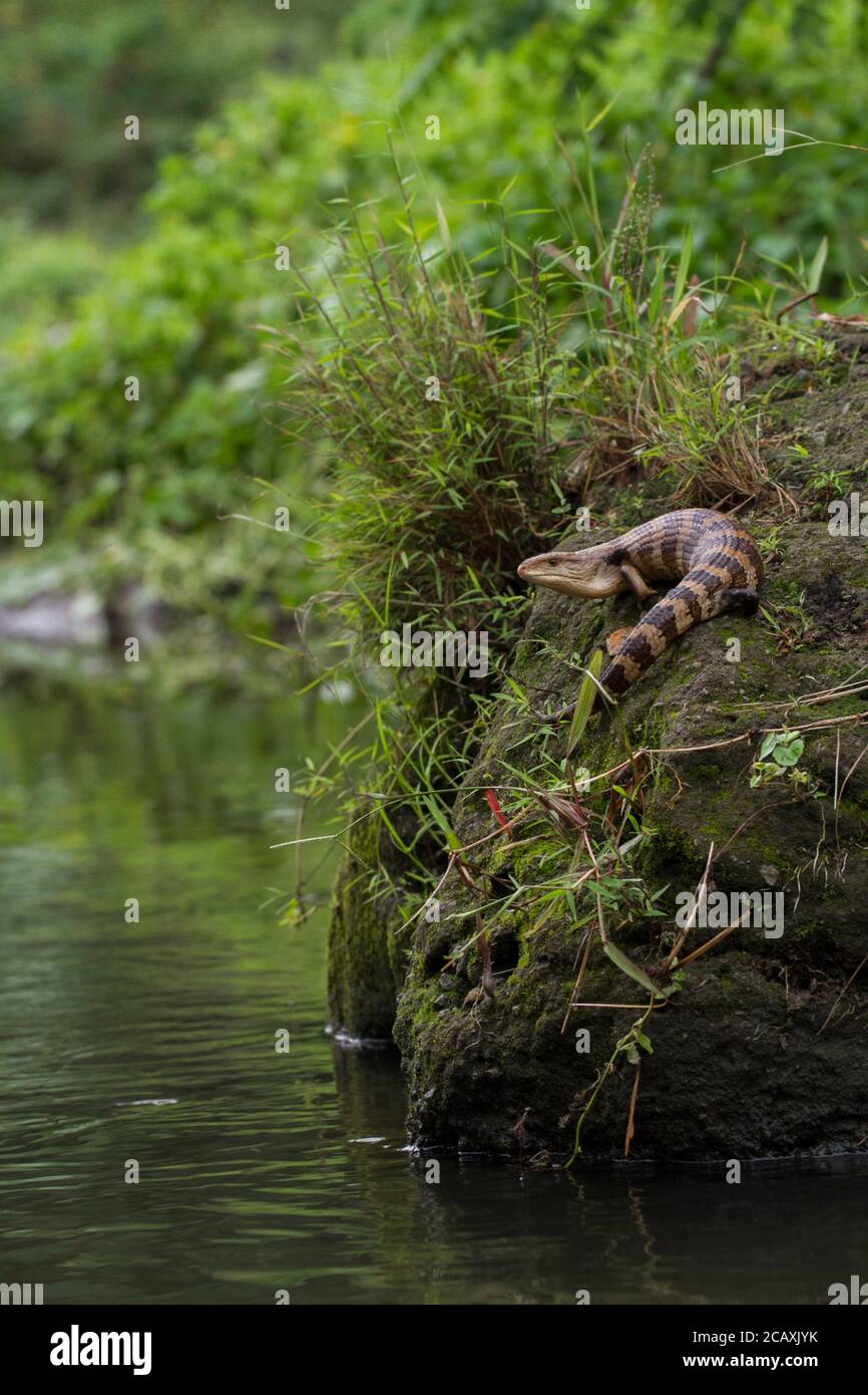 Blue tongued lizards tongue hi-res stock photography and images - Alamy