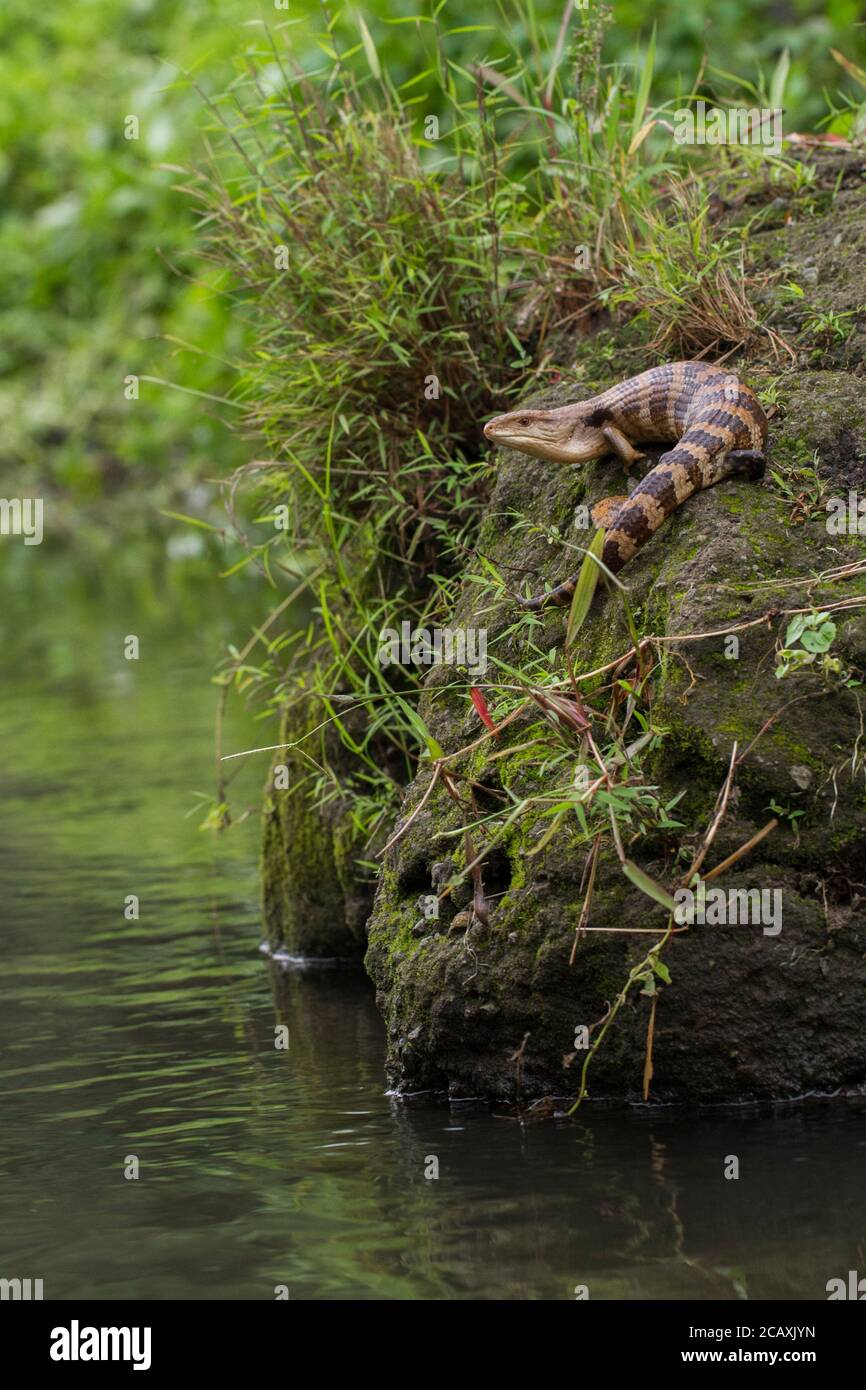 Blue tongued lizards tongue hi-res stock photography and images - Alamy