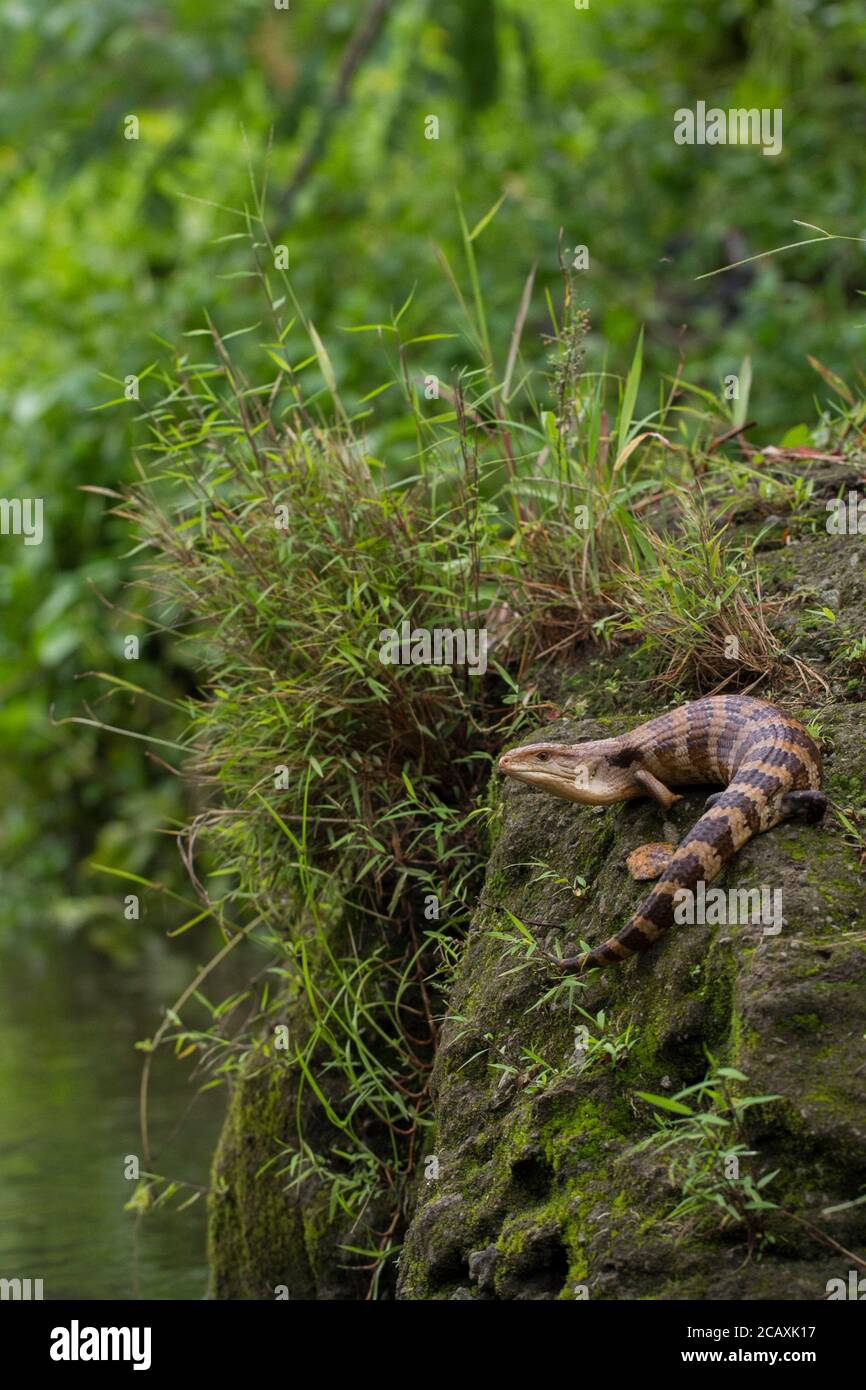 Tiliqua Gigas Gigas High Resolution Stock Photography and Images - Alamy