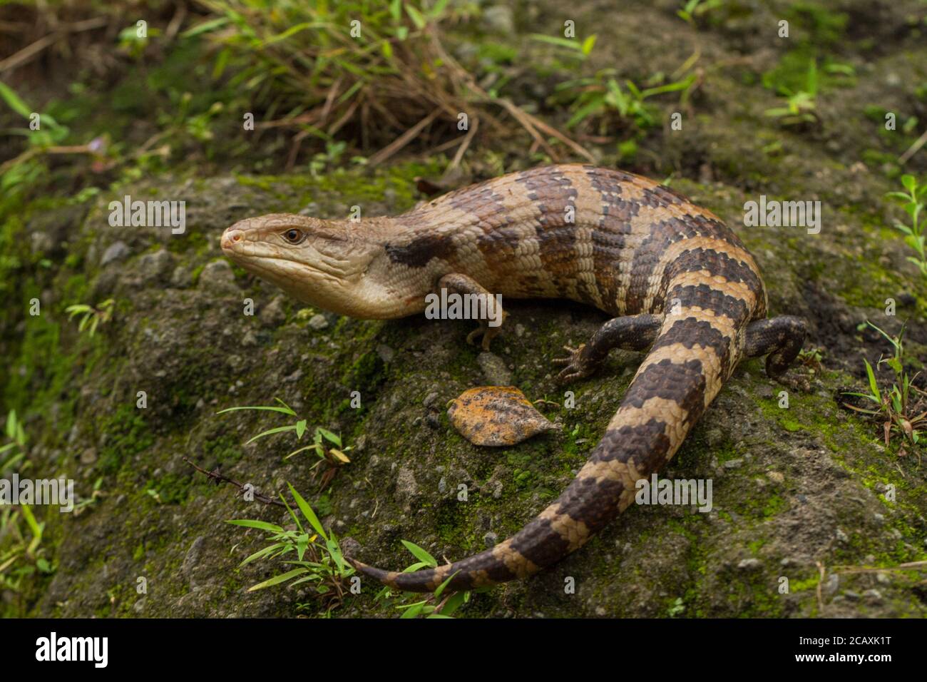 Indonesian blue tongue hi-res stock photography and images - Alamy