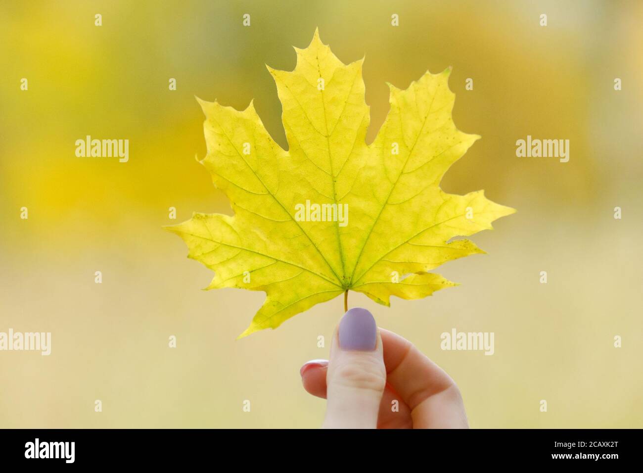 Maple leaf in the female hand. Autumn concept Stock Photo - Alamy