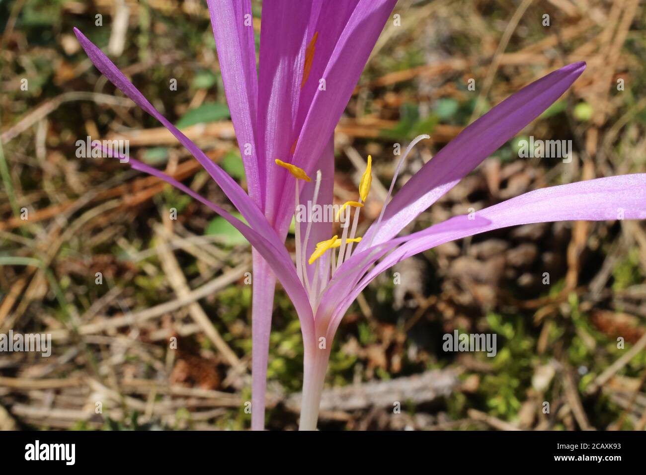 Colchicum turcicum - Wild plant shot in summer Stock Photo - Alamy