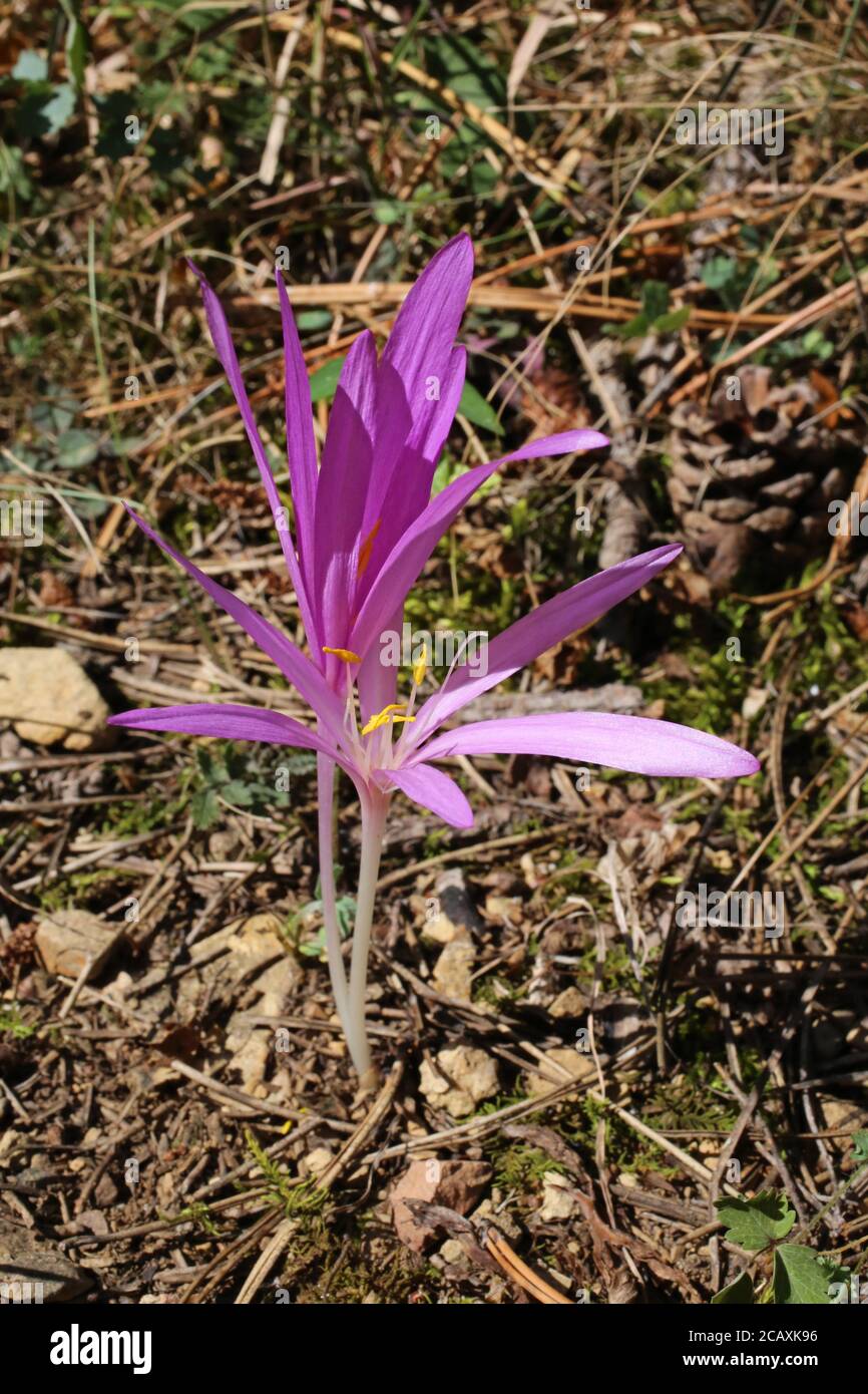 Turcicum hi-res stock photography and images - Alamy