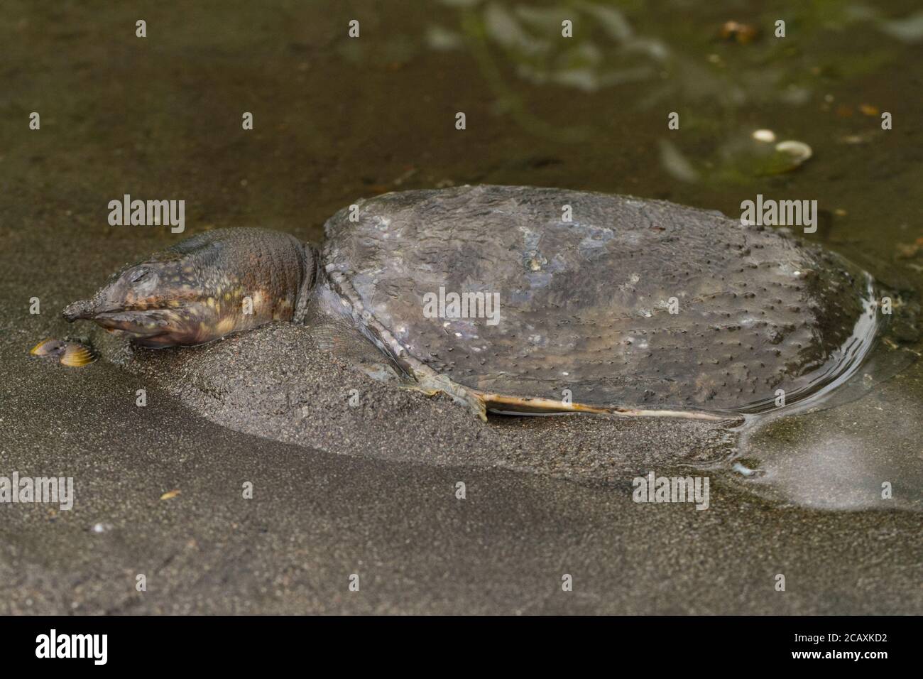 Carcass of a Common softshell turtle or asiatic softshell turtle (Amyda ...