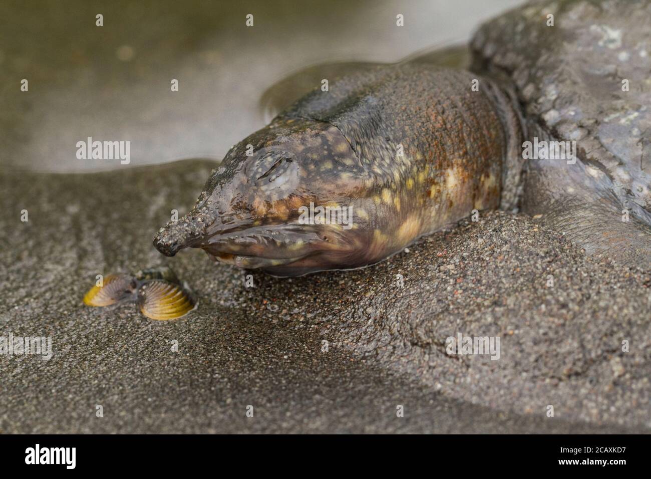 Carcass of a Common softshell turtle or asiatic softshell turtle (Amyda ...