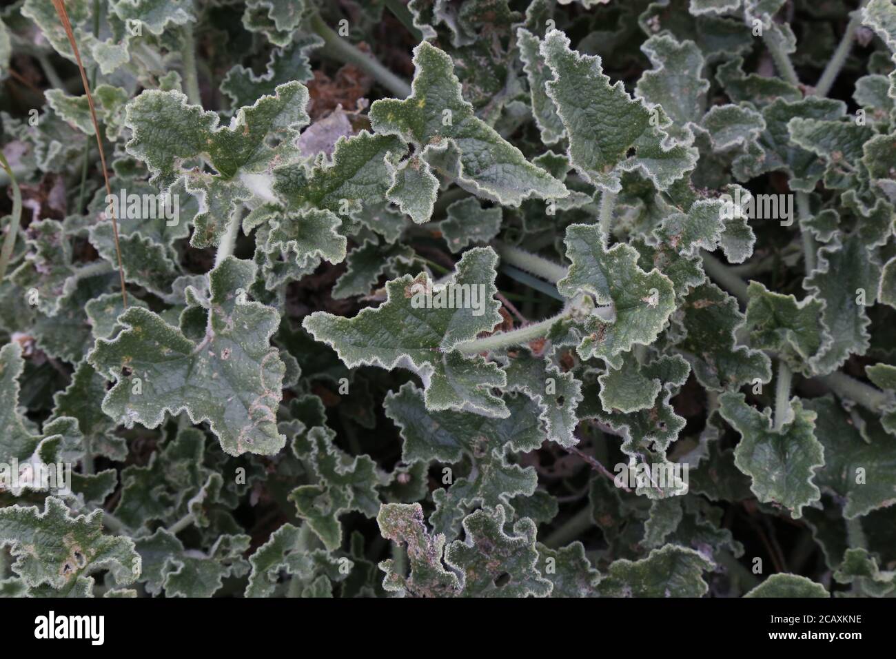 Ecballium elaterium, Squirting Cucumber. Wild plant shot in summer ...
