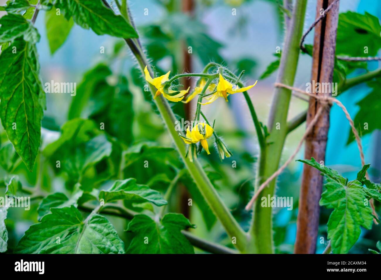 Flowers on tomato plants growing in pots in greenhouse on UK allotment ...