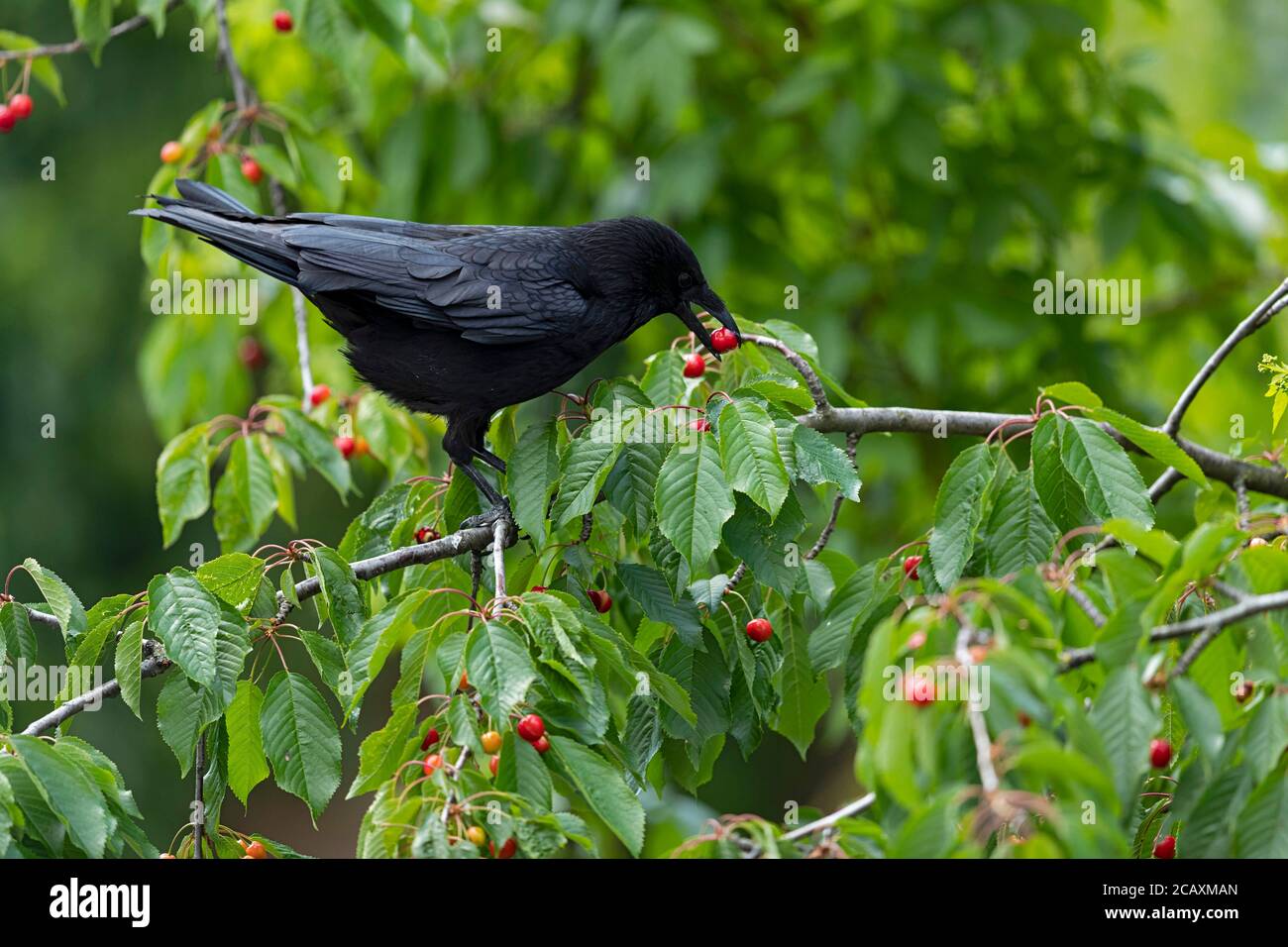 Fruit crow hi-res stock photography and images - Alamy