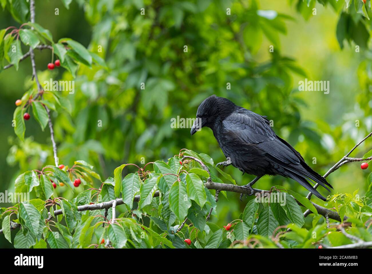 Fruit crow hi-res stock photography and images - Alamy