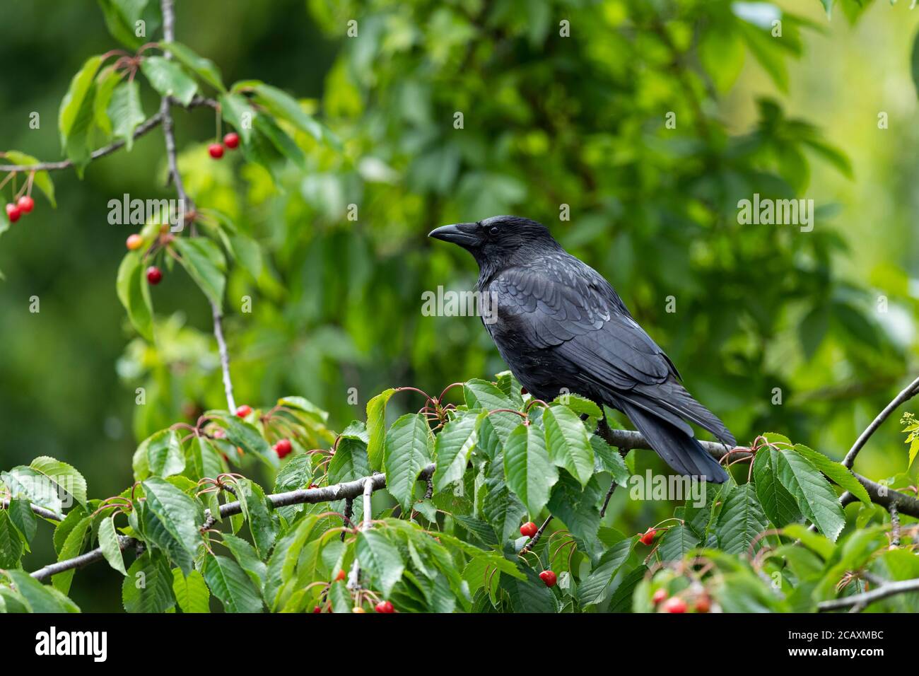 Fruit crows hi-res stock photography and images - Alamy