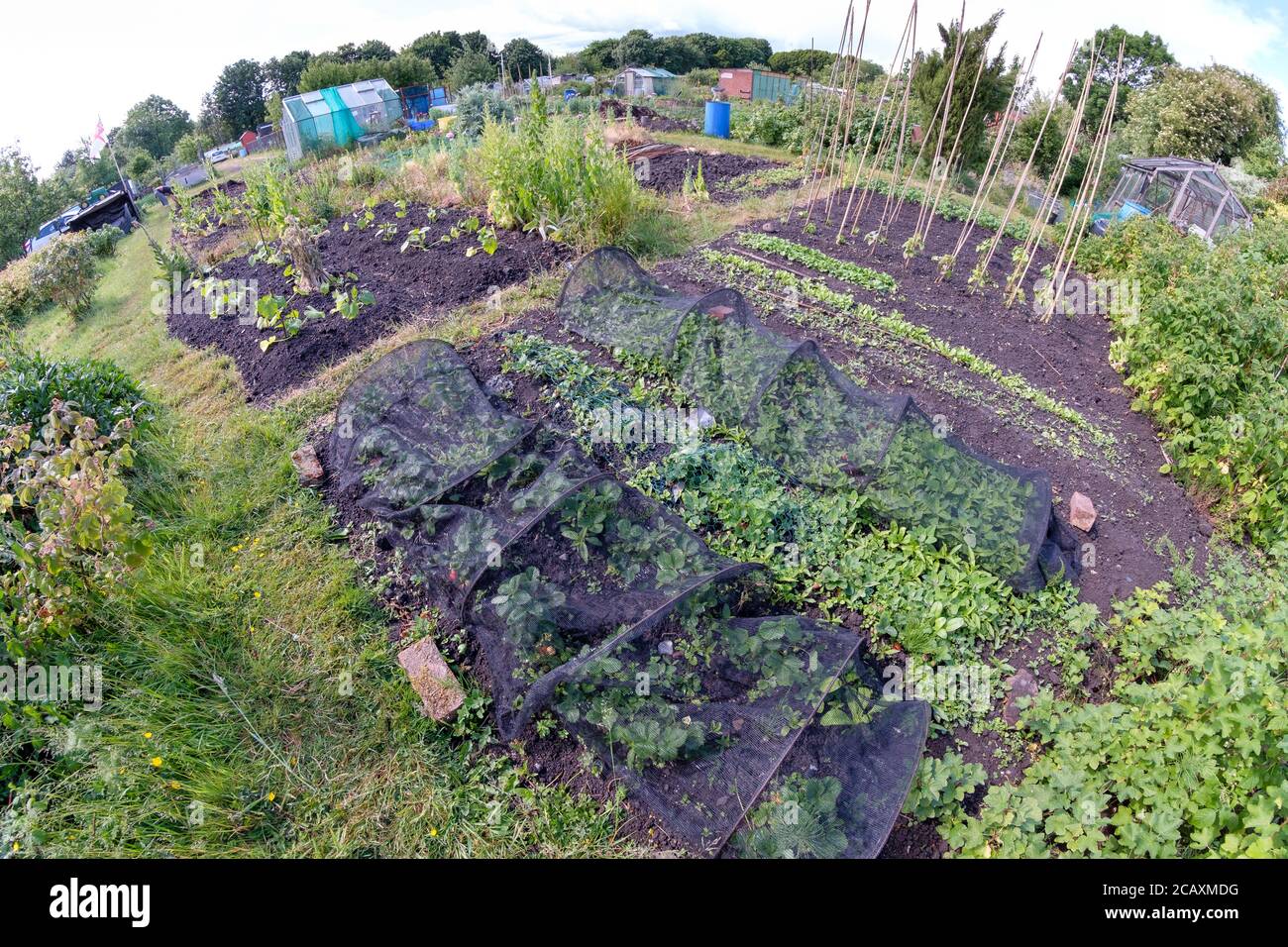 Allotment view hi-res stock photography and images - Alamy