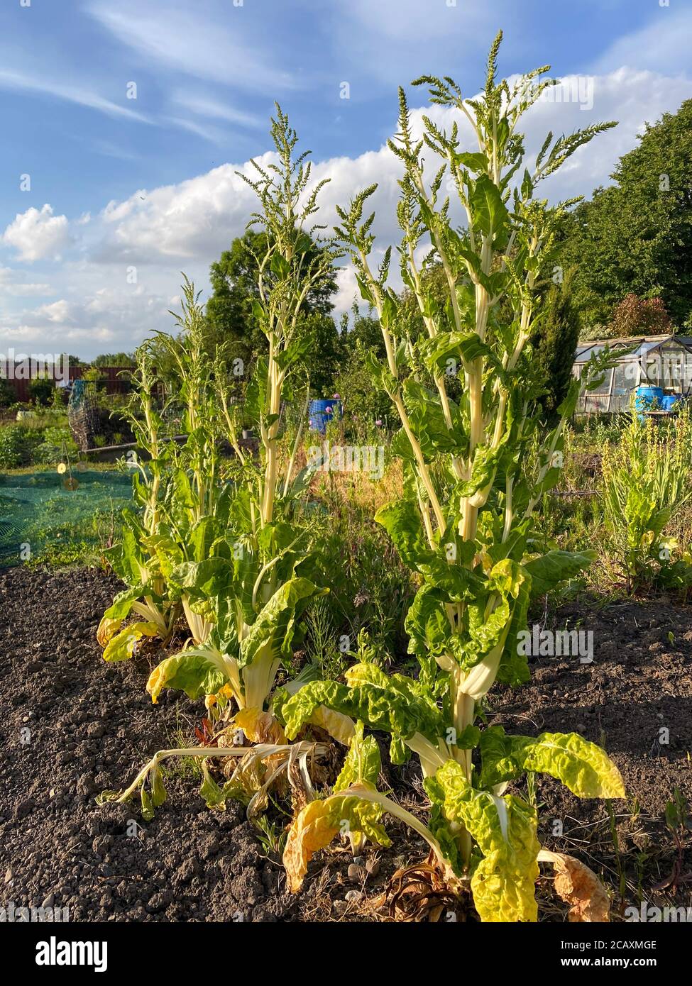 Silver chard, bolting during summer Stock Photo - Alamy