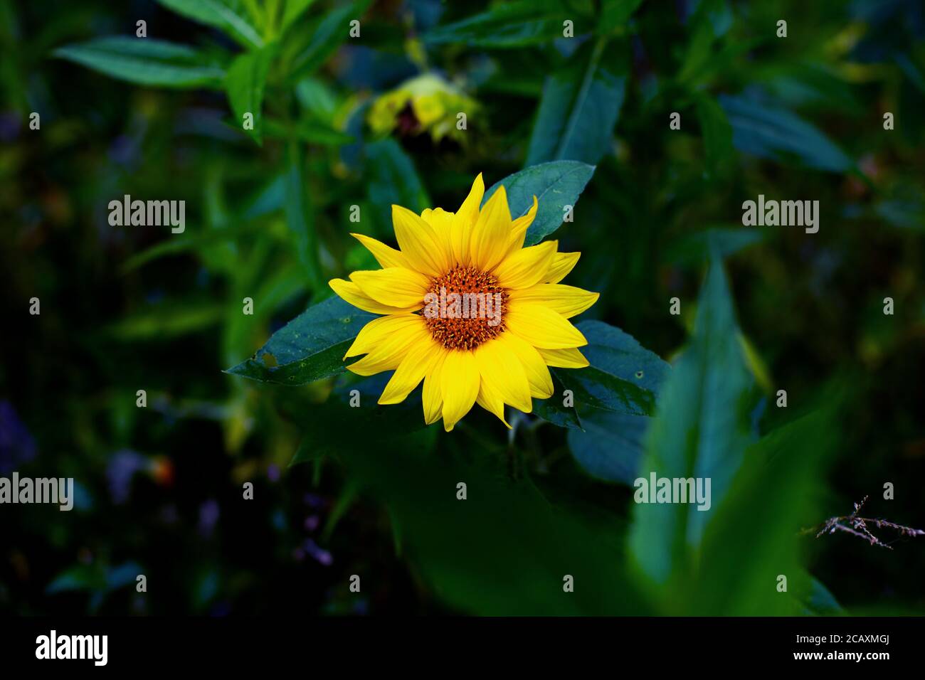 sunflower in the thick grass Stock Photo - Alamy