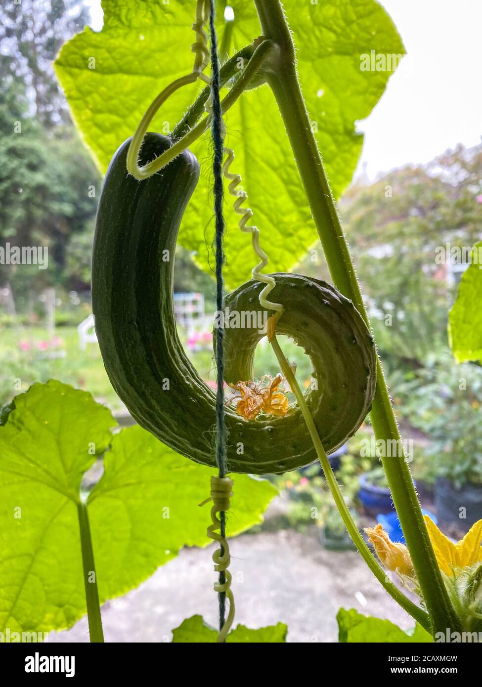 Curved cucumber growing on plant, making the number six Stock Photo - Alamy