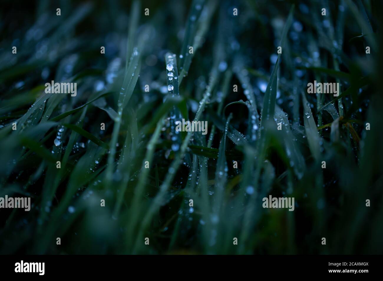 Will My Grass Be Wet In The Morning at Kenneth Neilson blog