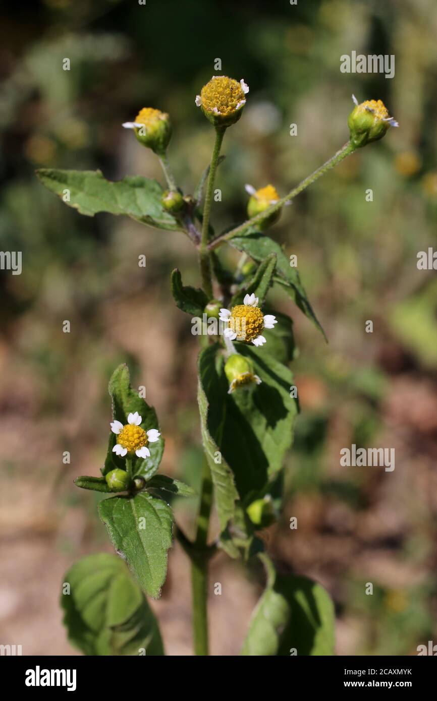 Galinsoga parviflora, Gallant Soldier. Wild plant shot in summer Stock ...
