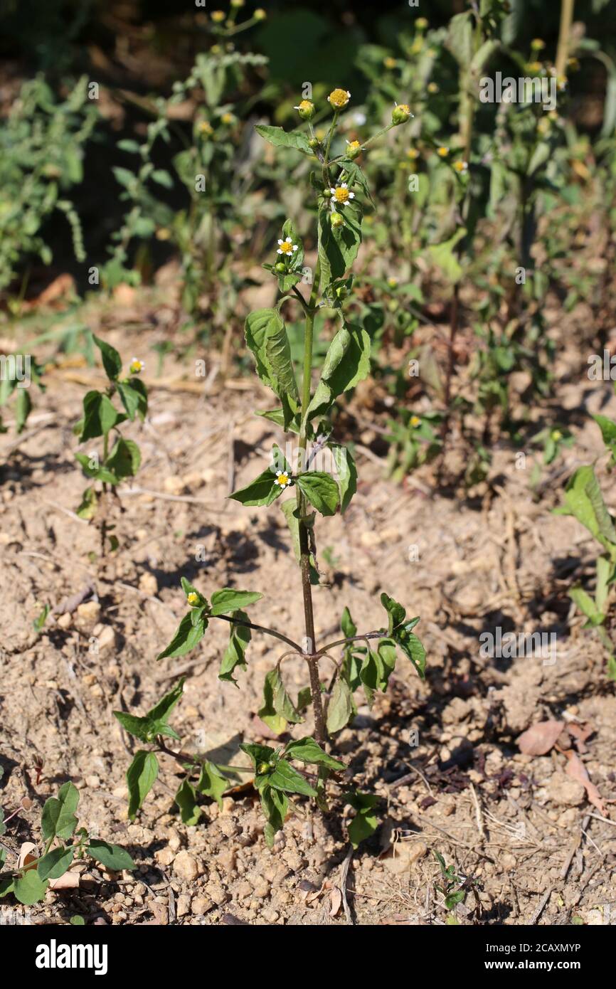Gallant Soldier High Resolution Stock Photography and Images - Alamy