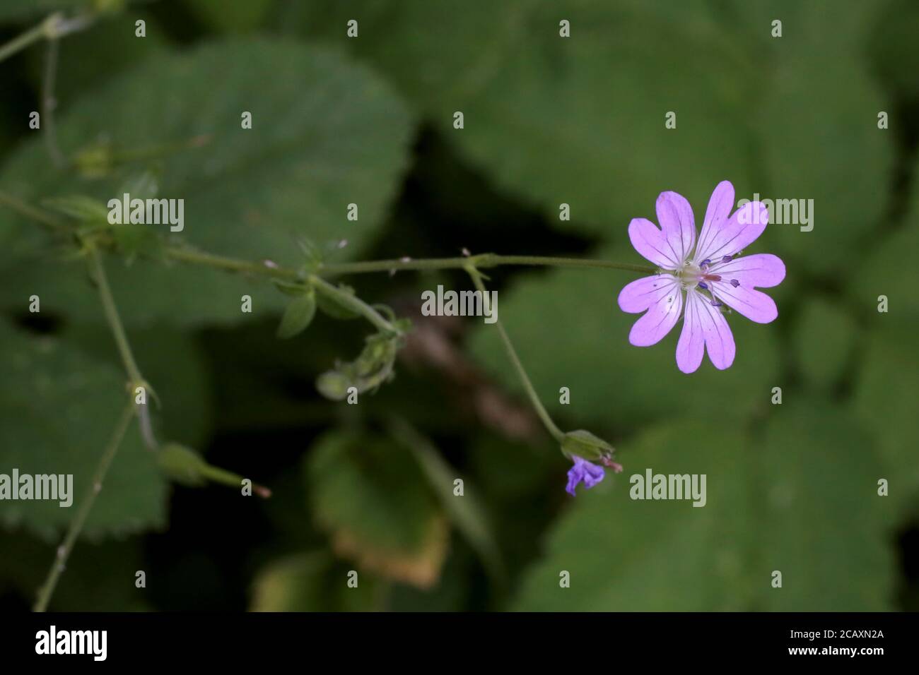 Geranium pyrenaicum, Pyrenean Cranesbill, Mountain Cranesbill. Wild ...