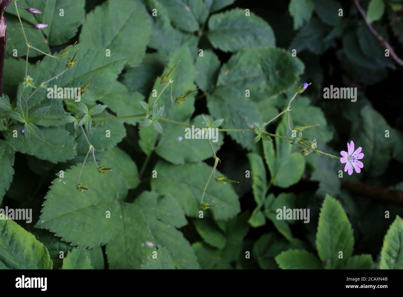 Geranium pyrenaicum, Pyrenean Cranesbill, Mountain Cranesbill. Wild ...